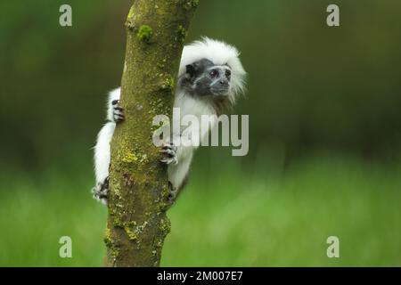 Liszt's (Callitrichidae) monkey, pinché monkey, monkey, tamarin ...