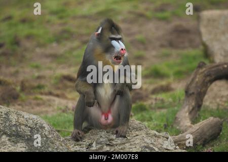 Mandrill (Mandrillus sphinx), male, guenon, guenon, Anthropoidae, catarrhines (Catarrhini ...