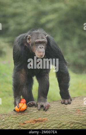 Common (Hominidae) chimpanzee (Pan troglodytes), sit, arm, extend ...