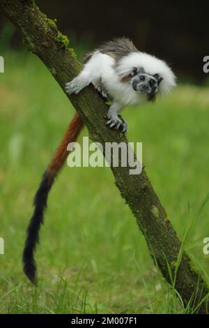 Liszt's (Callitrichidae) monkey, pinché monkey, monkey, tamarin ...