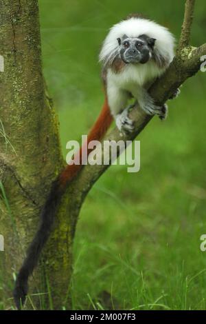 Liszt's (Callitrichidae) monkey, pinché monkey, monkey, tamarin ...