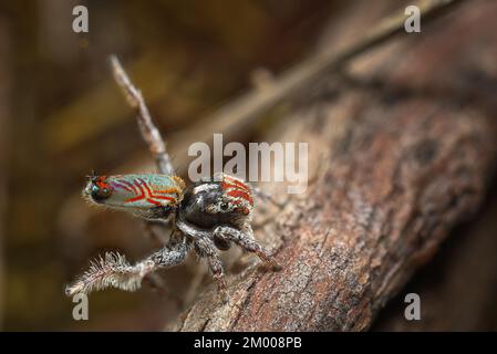 Male Peacock spider, Maratus electricus in his breeding colours Stock ...