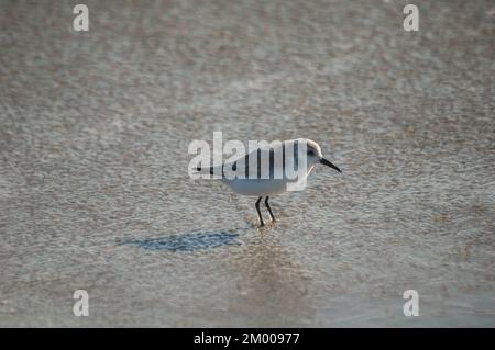 Sanderling walking by the sea on Venice Beach in California USA Stock ...