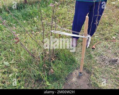 Autumn pruning and painting of trees in a the garden Stock Photo - Alamy