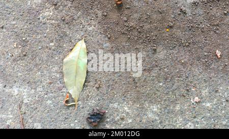 Mossy concrete road texture with fallen leaves Stock Photo - Alamy