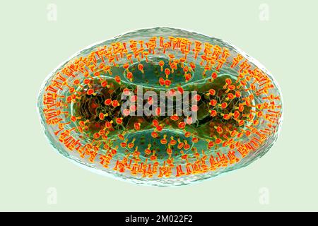 Mpox virus structure, illustration Stock Photo - Alamy