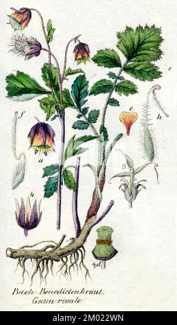 St. Benedict's thistle, Centaurea benedicta, (, 1911), Benediktenkraut ...