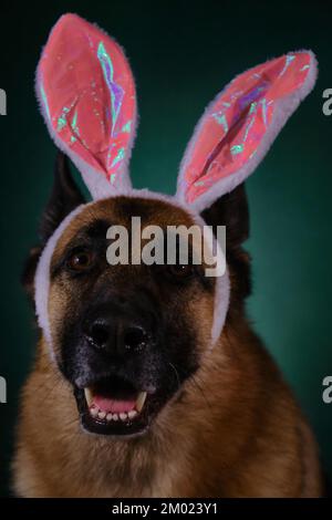 Pet celebrates Catholic Easter. Happy German Shepherd with pink Easter ...