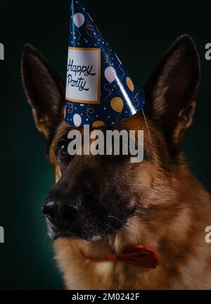 Dog celebrating birthday like humans. Studio portrait close up on dark ...