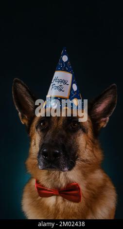 German shepherd with festive paper cap with inscription happy party ...