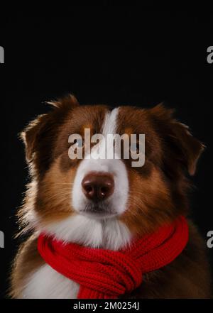 Brown Australian Shepherd wears warm red knitted scarf and Santa hat ...