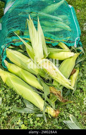 A heap of boiled sweet corn on a marble background Stock Photo - Alamy
