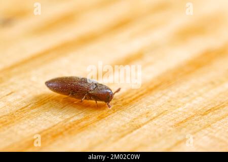 False click beetle indoors (Trixagus sp), Throscidae. A tiny beetle ...