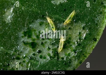 Thrips larvae (Thripidae) feeding on a houseplant, indoors Stock Photo ...