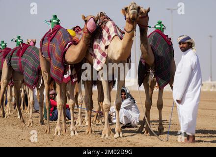 Remote controlled robot jockeys at camel racing at Dubai Camel Racing ...