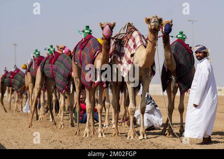 Remote controlled robot jockeys at camel racing at Dubai Camel Racing ...