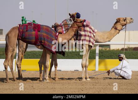 Remote controlled robot jockeys at camel racing at Dubai Camel Racing ...