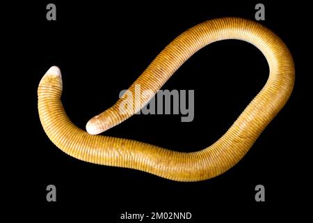 Red worm lizard (Amphisbaena alba) French Guiana Stock Photo - Alamy
