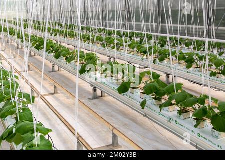 Cucumbers grown in a modern hydroponic greenhouse on a rock wool ...