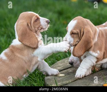 basset hound puppies playing Stock Photo - Alamy
