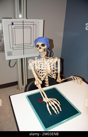 Skeleton sitting down for a hand x-ray Stock Photo - Alamy