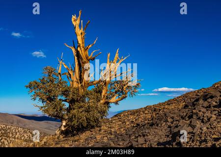 Surviving branches of Great Basin Bristlecone Pine, Pinue longaeva ...