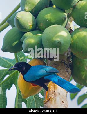Yucatan jay bird birds in the tree trees in tropical jungle forest ...