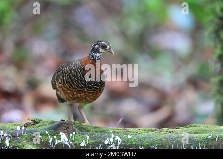 Chestnut-necklaced Partridge (Tropicoperdix charltonii) in Sabah ...