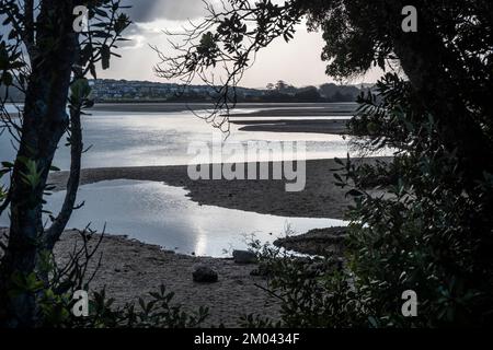 Evening light on Orewa estuary, Auckland, North Island, New Zealand ...
