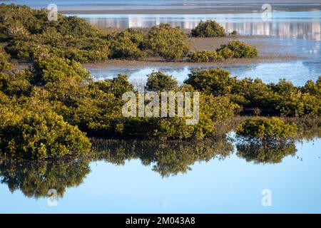 Mangrove forest, Orewa estuary, Auckland, North Island, New Zealand ...