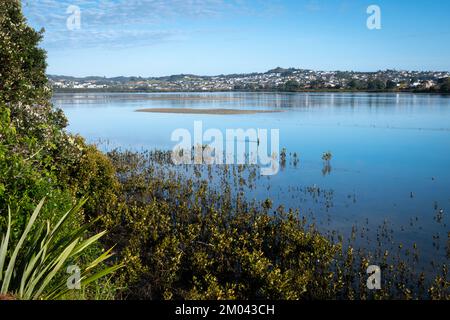 Mangrove forest, Orewa estuary, Auckland, North Island, New Zealand ...