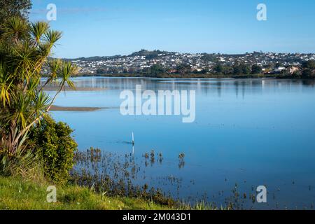 Mangrove forest, Orewa estuary, Auckland, North Island, New Zealand ...