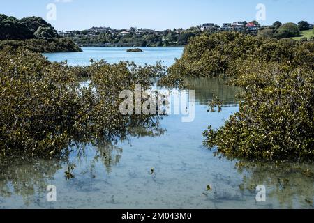 Mangrove forest, Orewa estuary, Auckland, North Island, New Zealand ...