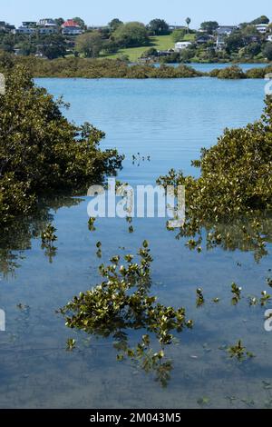 Mangrove forest, Orewa estuary, Auckland, North Island, New Zealand ...