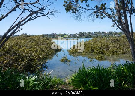 Mangrove forest, Orewa estuary, Auckland, North Island, New Zealand ...