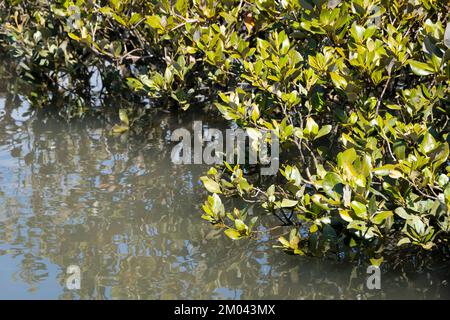 Mangrove forest, Orewa estuary, Auckland, North Island, New Zealand ...