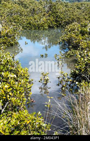 Mangrove forest, Orewa estuary, Auckland, North Island, New Zealand ...