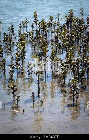 Mangrove forest, Orewa estuary, Auckland, North Island, New Zealand ...