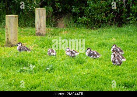 Paradise Shelduck with ducklings at Wenderholm Regional Park, Orewa ...