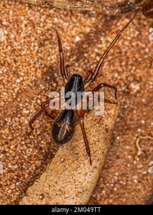 Orange Ant-mimic Sac Spider (Castianeira amoena Stock Photo - Alamy