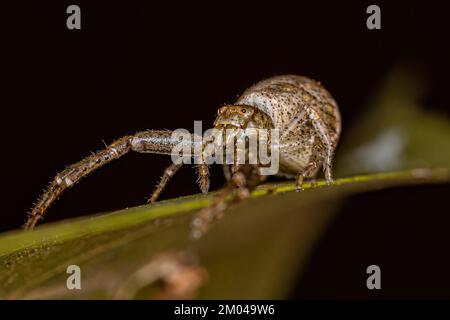 Adult Female Octopus Crab Spider of the Genus Tmarus Stock Photo - Alamy