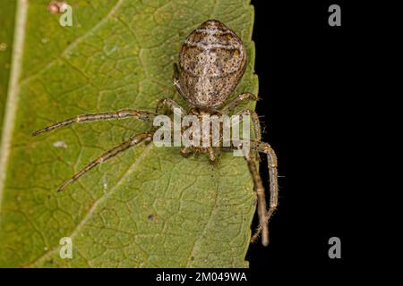Adult Female Octopus Crab Spider of the Genus Tmarus Stock Photo - Alamy