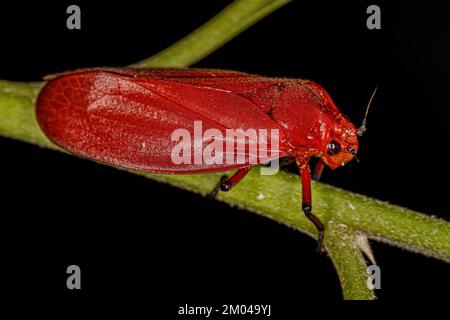 Adult Red Froghopper Insect of the Family Cercopidae Stock Photo - Alamy