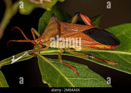 Adult Leaf-footed Bug of the Genus Cebrenis Stock Photo - Alamy