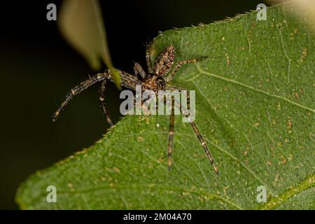 Adult Octopus Crab Spider of the Genus Tmarus Stock Photo - Alamy
