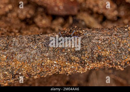 Small Elongate Springtail Arthropod of the Order Entomobryomorpha Stock ...