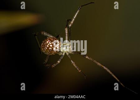Small Mirror-ball Spider of the Genus Thwaitesia Stock Photo - Alamy