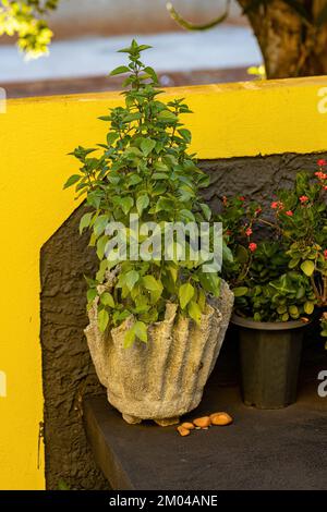 Sweet basil (Ocimum basilicum), Plantae, Rollerson Park Community ...
