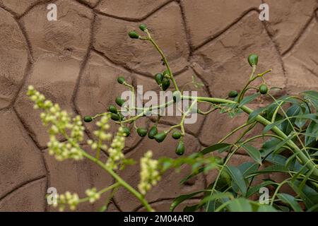 Ambarella Fruiting Tree of the species Spondias dulcis Stock Photo - Alamy