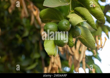 Small Lemon Fruit of the Plant of the Genus Citrus Stock Photo - Alamy